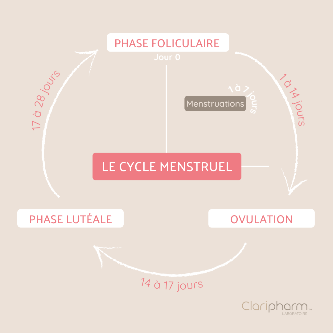 Comprendre Le Cycle Menstruel _ Cycle Menstruel De 20 Jours – XNCNS