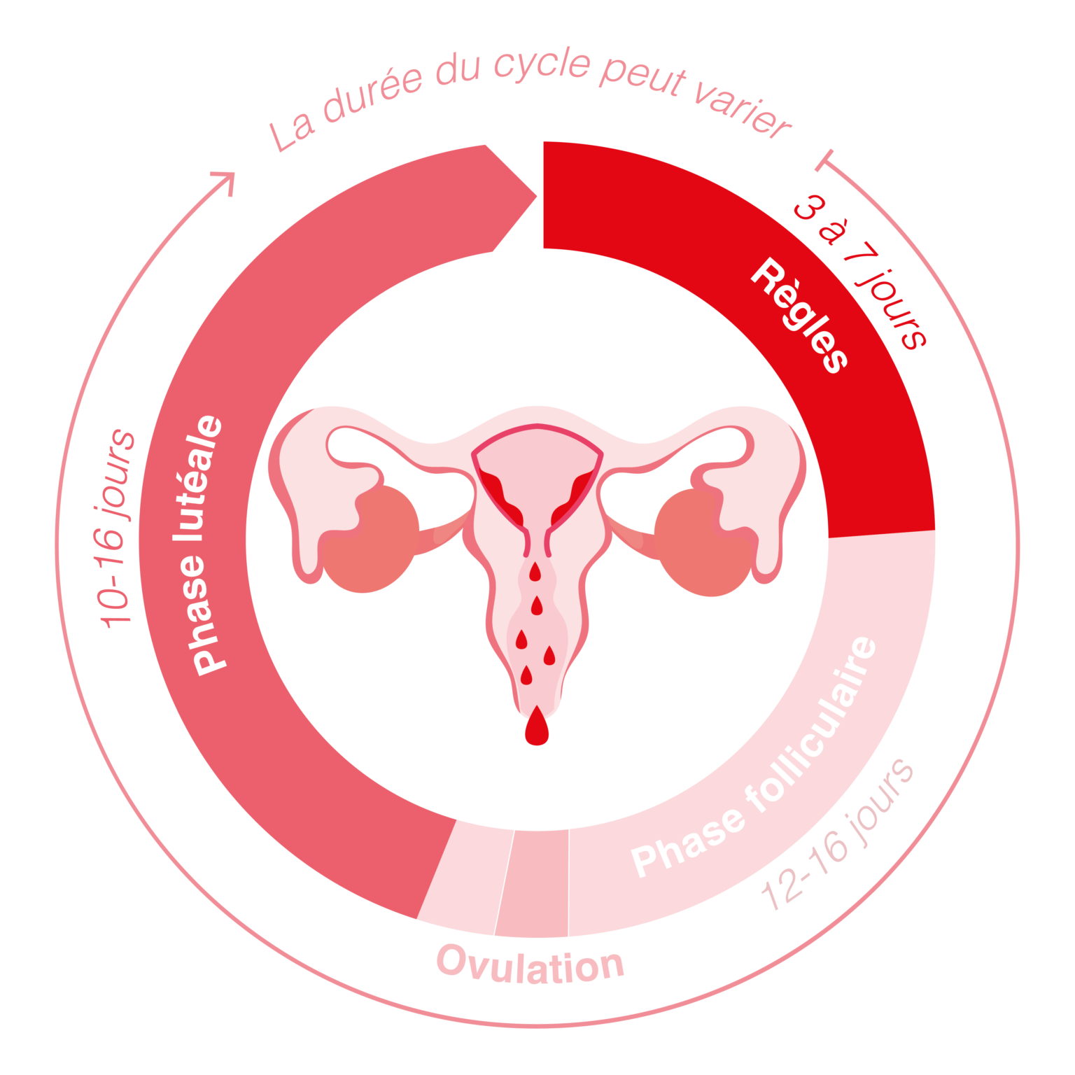 Cycle menstruel - Claripharm