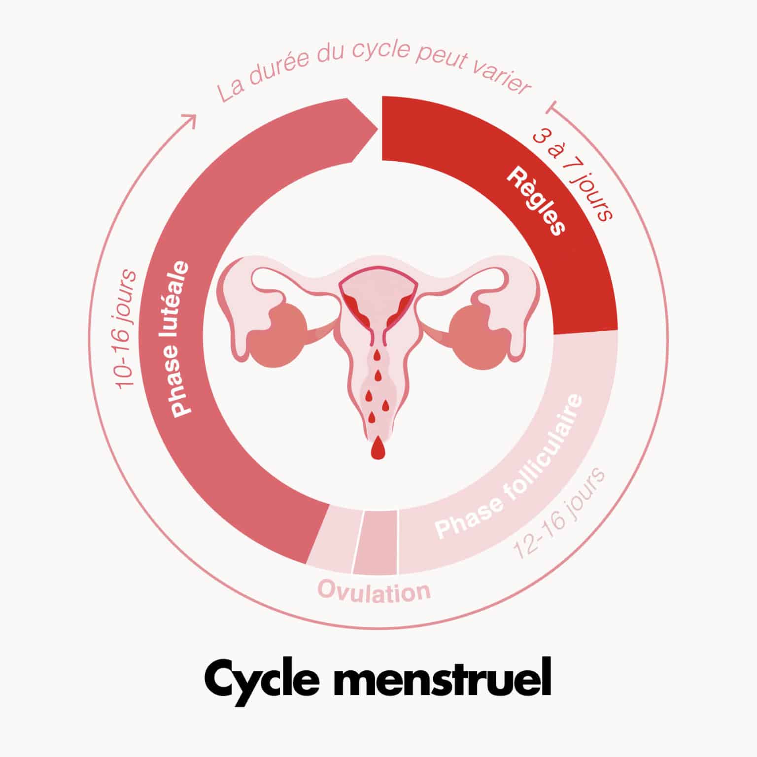 Le cycle menstruel - Claripharm