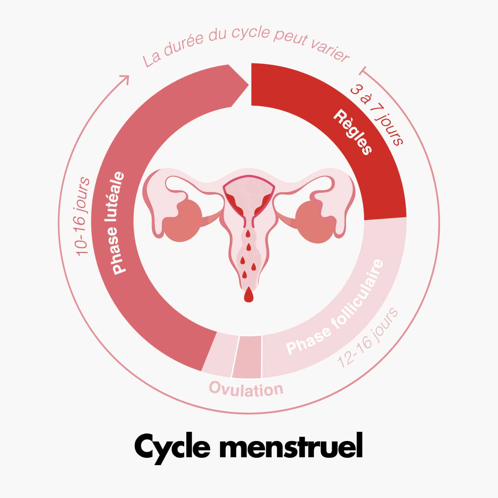 Le cycle menstruel - Claripharm